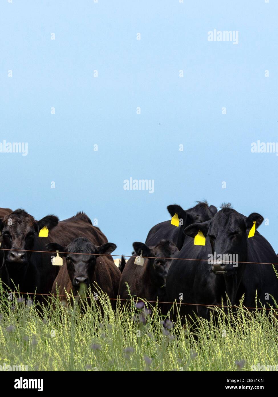 Black Angus cows standing in a line behind an electric fence with blank ...