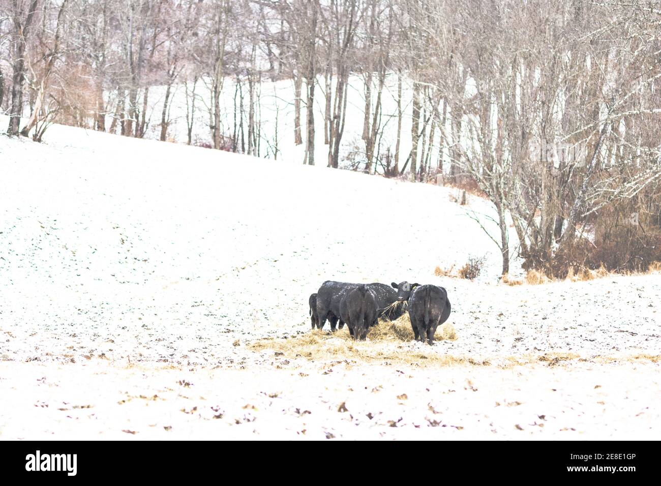 Landscape of a group of black Angus beef cows eating hay during a snow ...