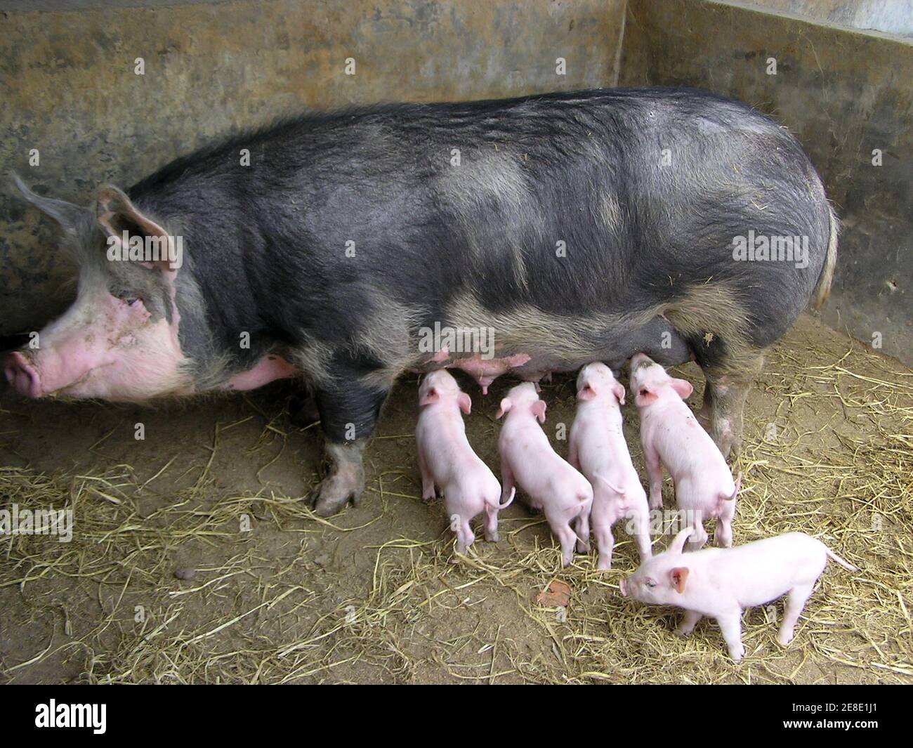 Sow and piglet, animal family on a farm Stock Photo - Alamy