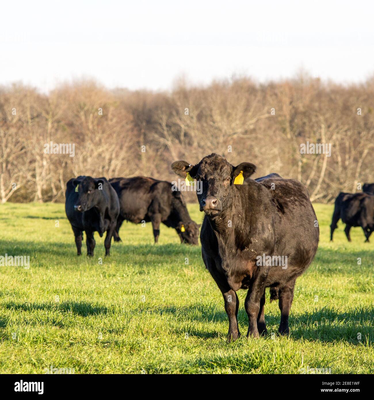 Angus cows in spring rye grass pasture Stock Photo - Alamy