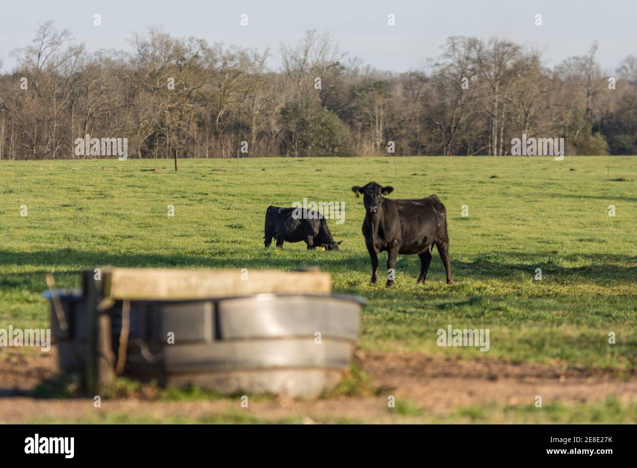 Black Angus cows in middle ground in focus with water tank out of focus ...