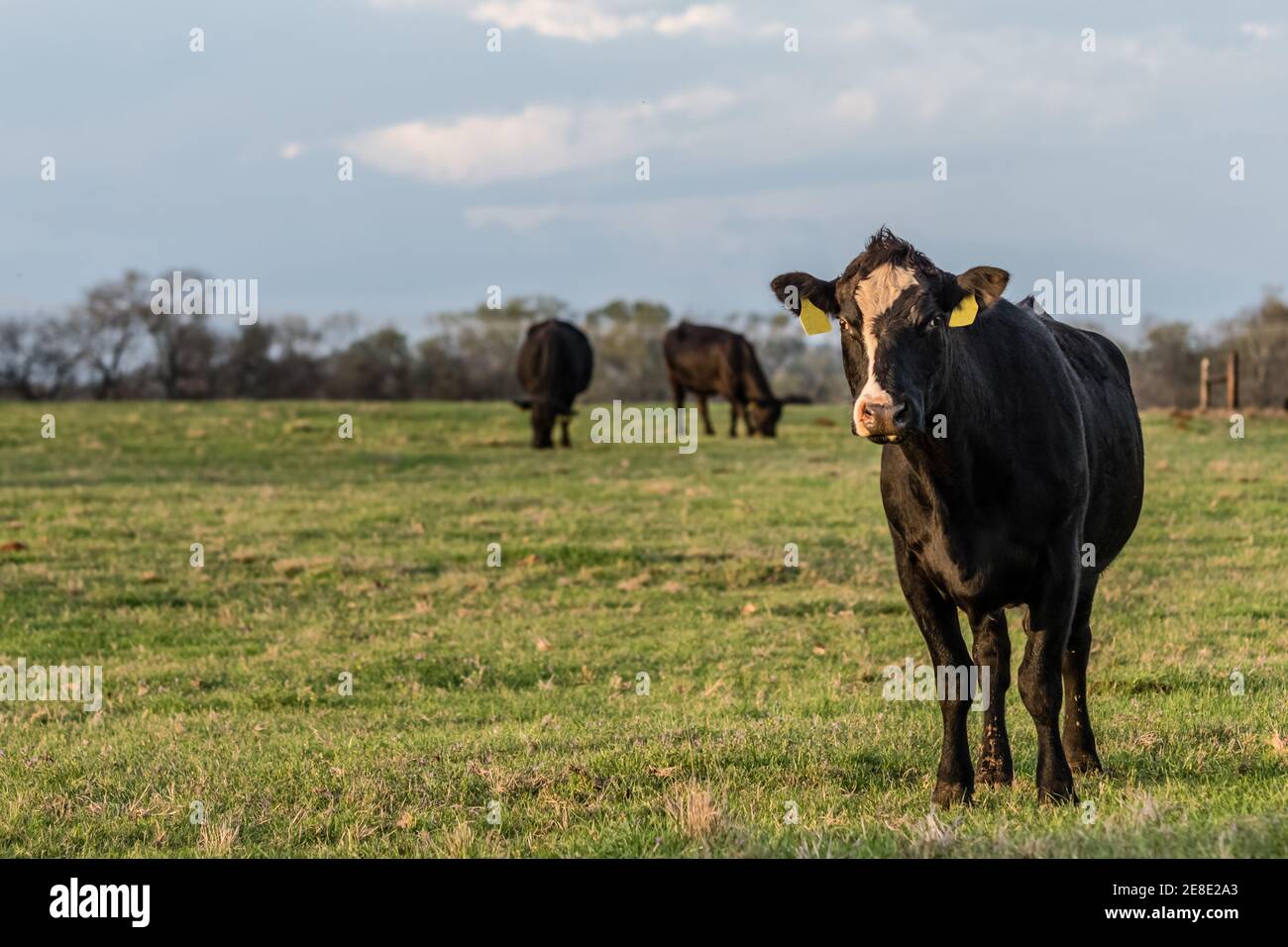 Black Angus crossbred cow standing to the right looking at the camera ...