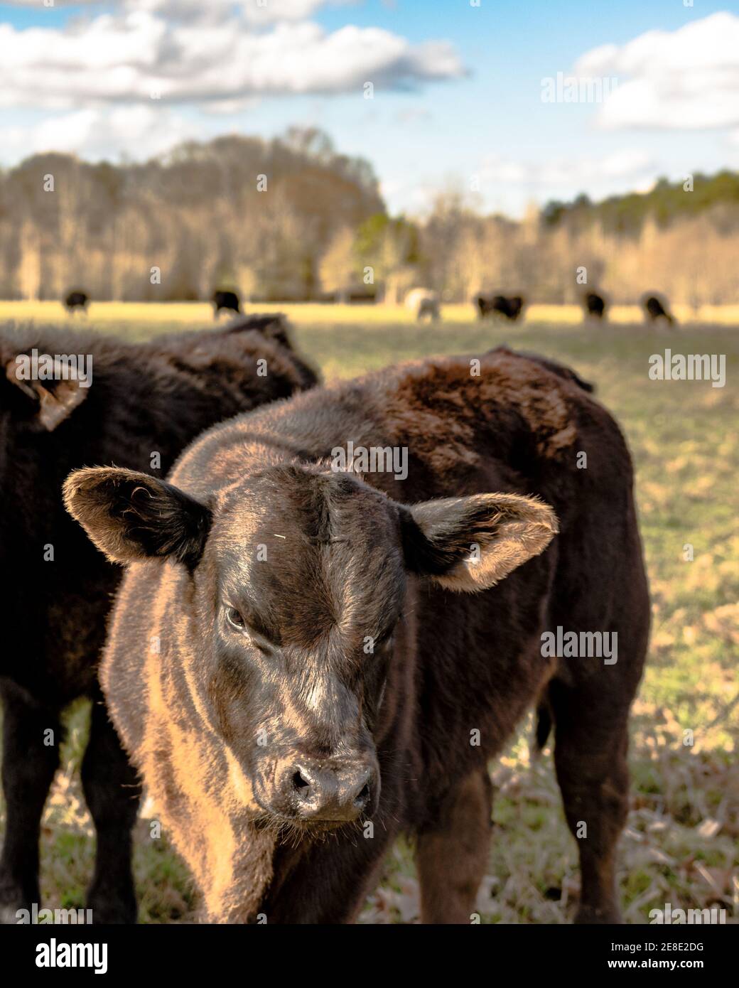 Angus crossbred calf standing in a pasture with cattle in the ...