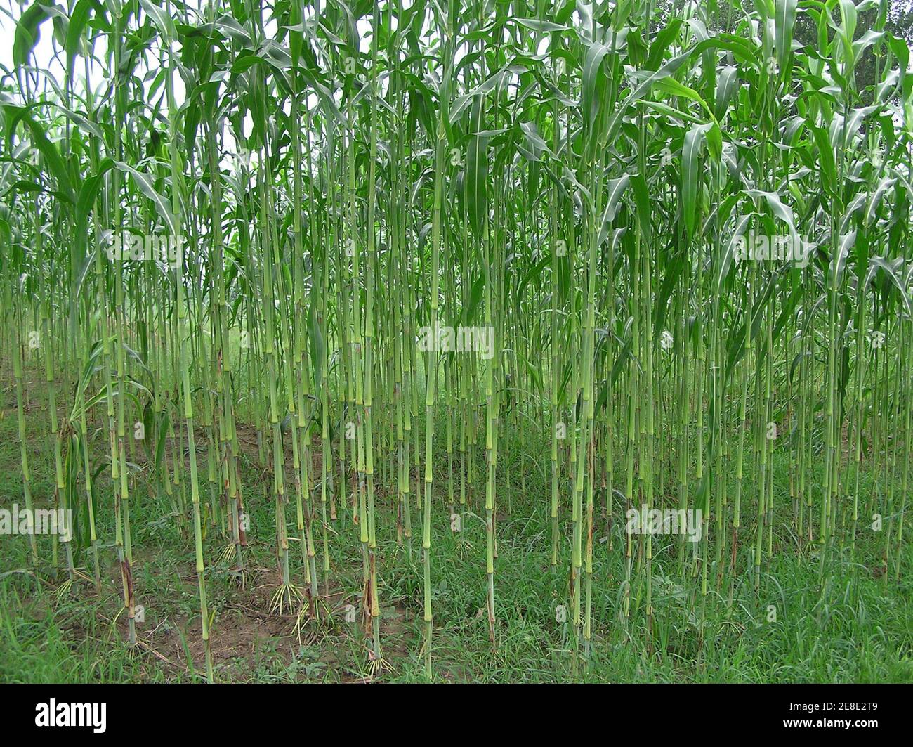 Sorghum in the fields in Chinese rural areas Stock Photo - Alamy