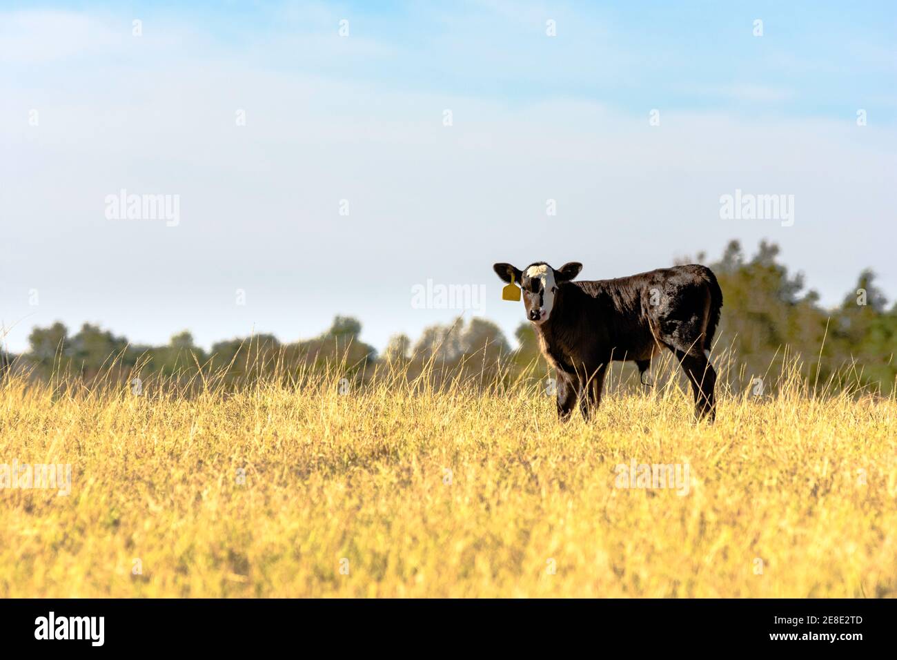Black Angus crossbred calf standing in a field of tall grass with blank ...