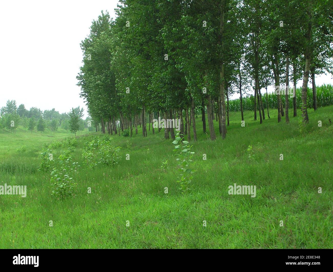trees and grass in the wild in Chinese rural areas Stock Photo - Alamy