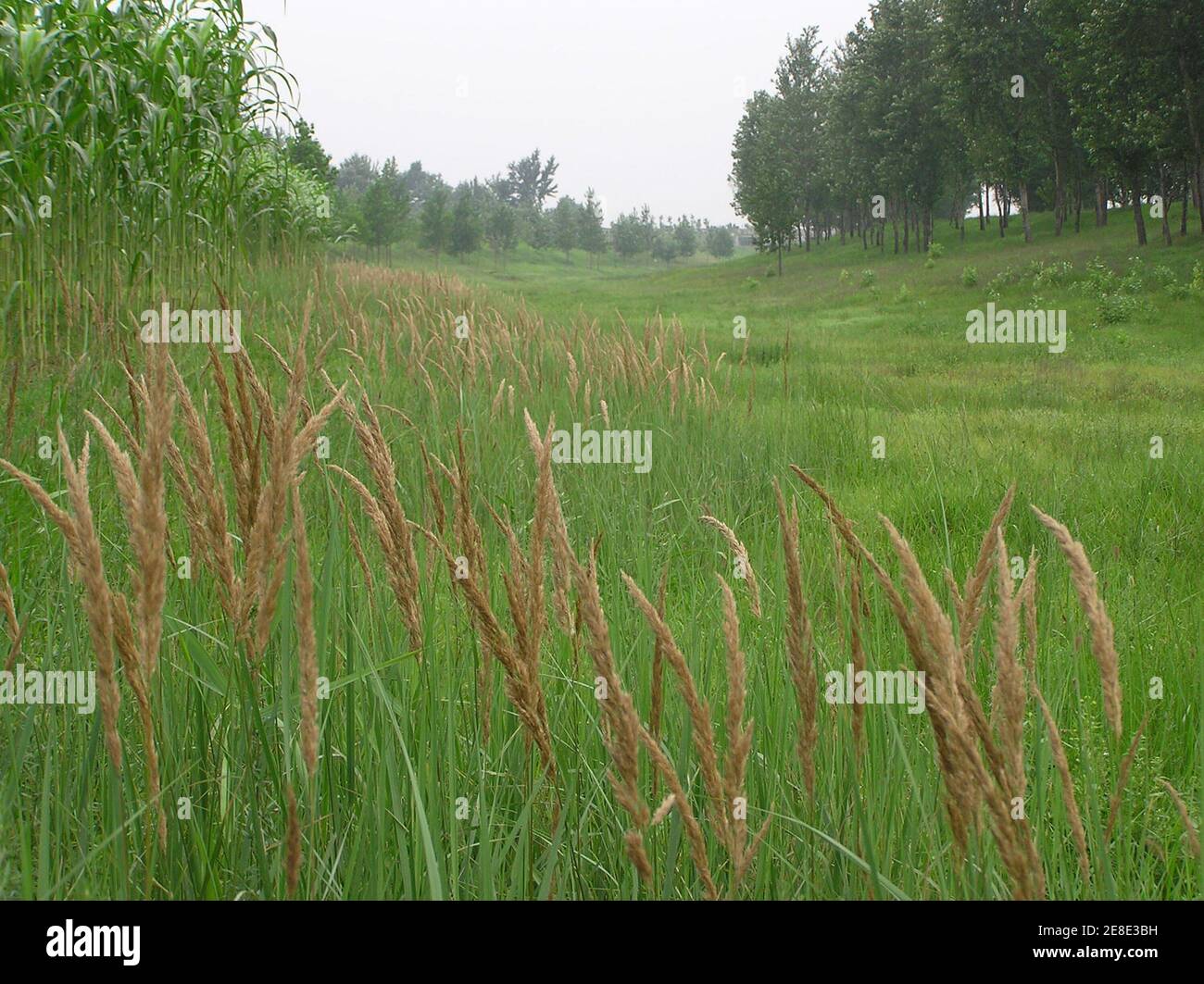 trees and grass in the wild in Chinese rural areas Stock Photo - Alamy