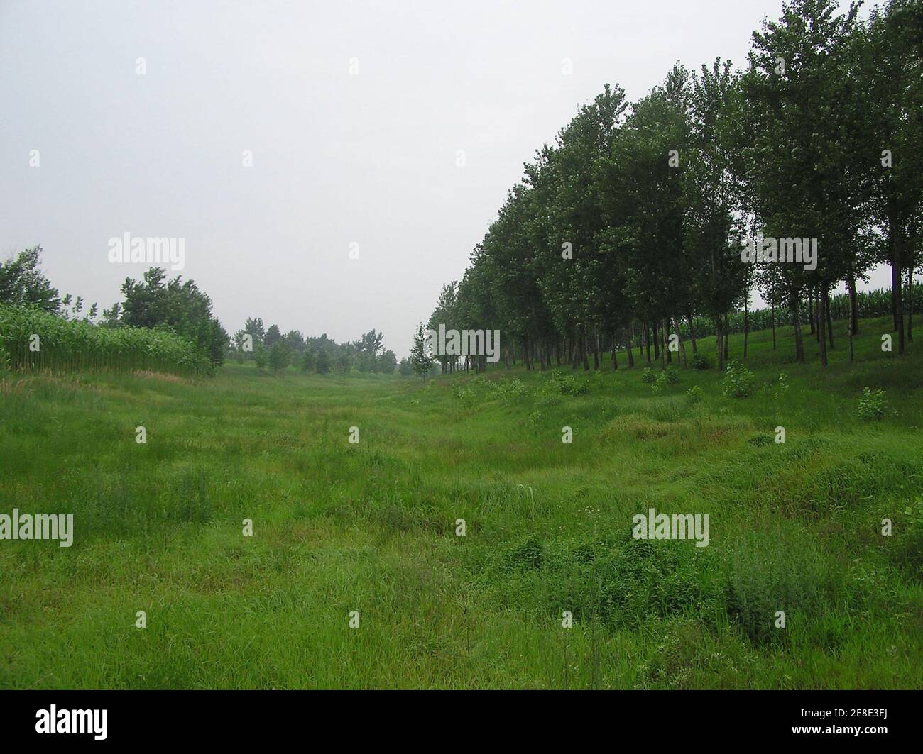 Chinese hillside plant hi-res stock photography and images - Alamy