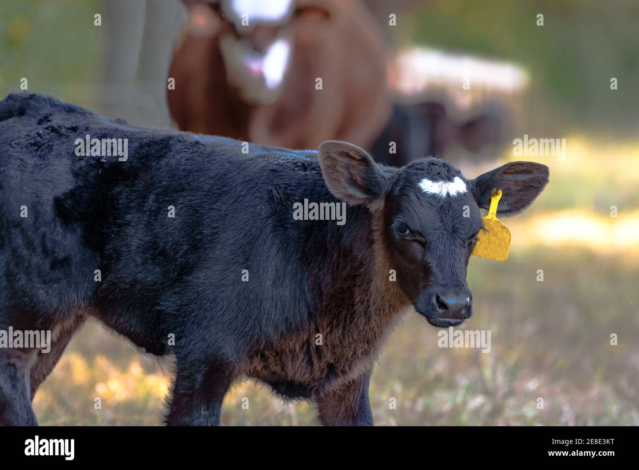 Angus crossbred hi-res stock photography and images - Alamy