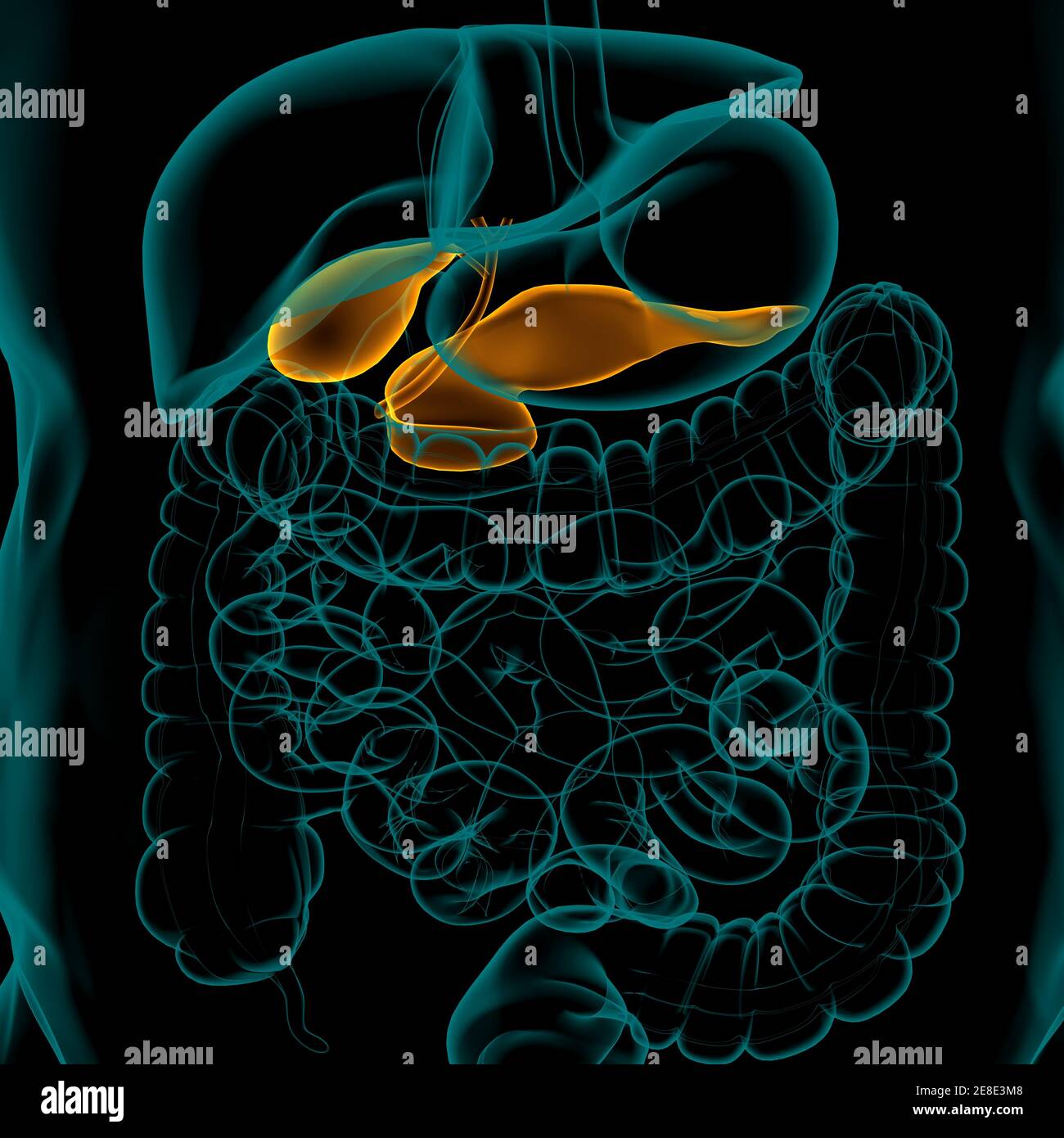 Gall Bladder Human Digestive System Anatomy For Medical Concept 3D ...