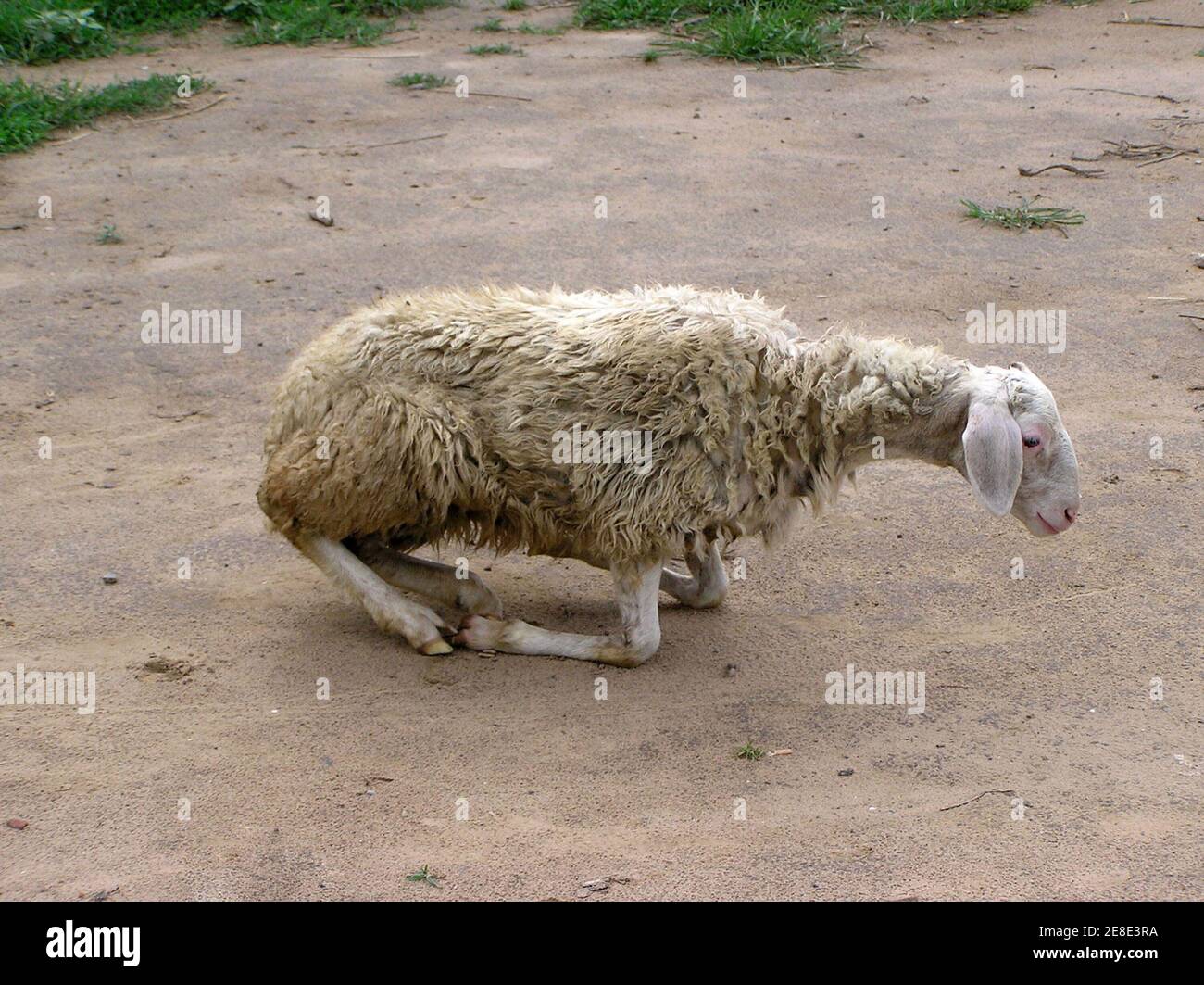 Weak goat hi-res stock photography and images - Alamy