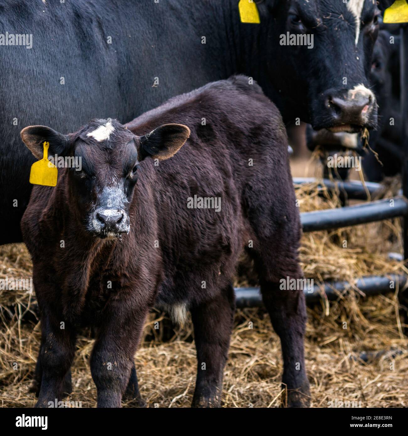 Angus crossbred calf with dried milk on his face standing in front of ...