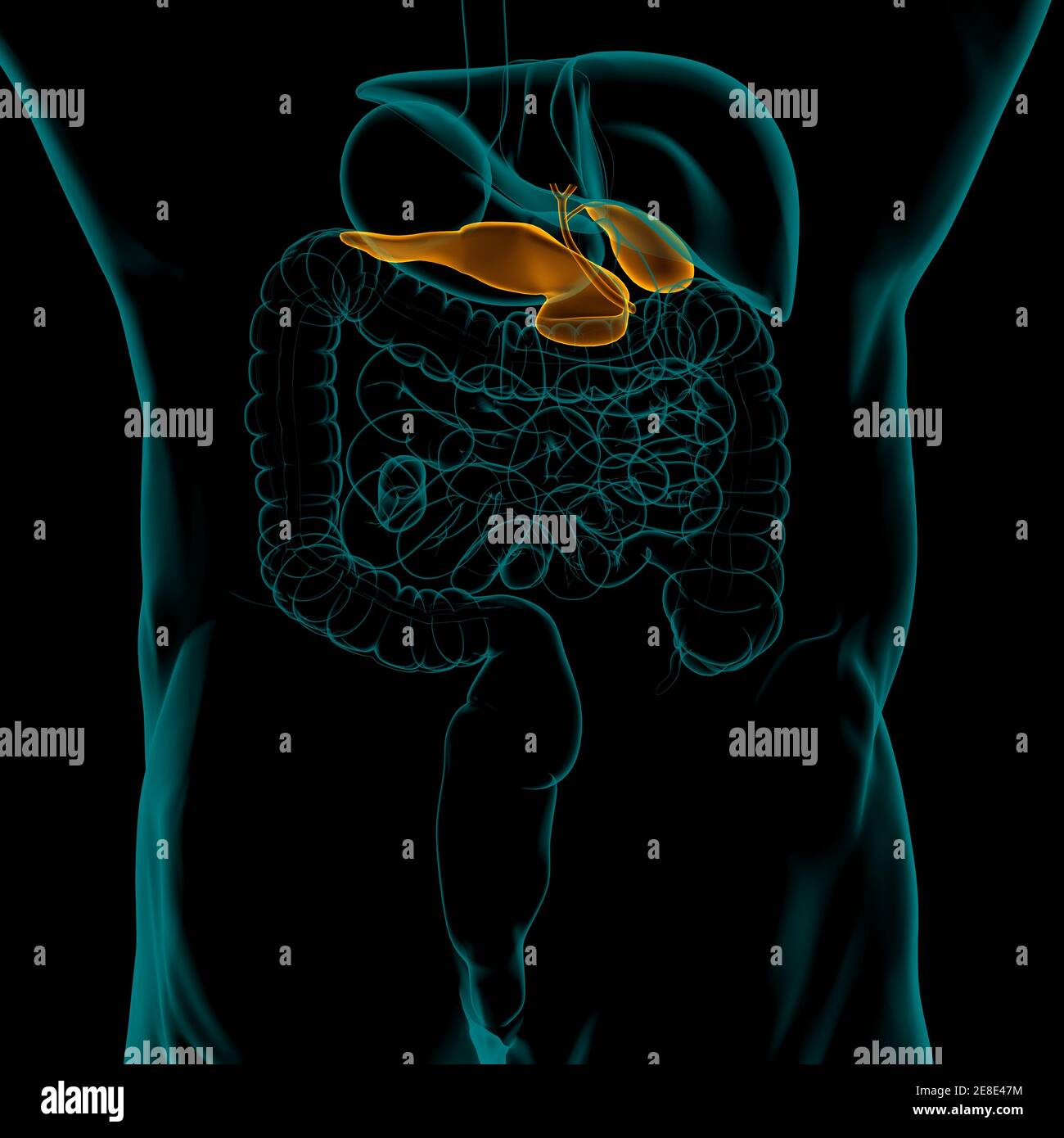 Gall Bladder Human Digestive System Anatomy For Medical Concept 3D ...