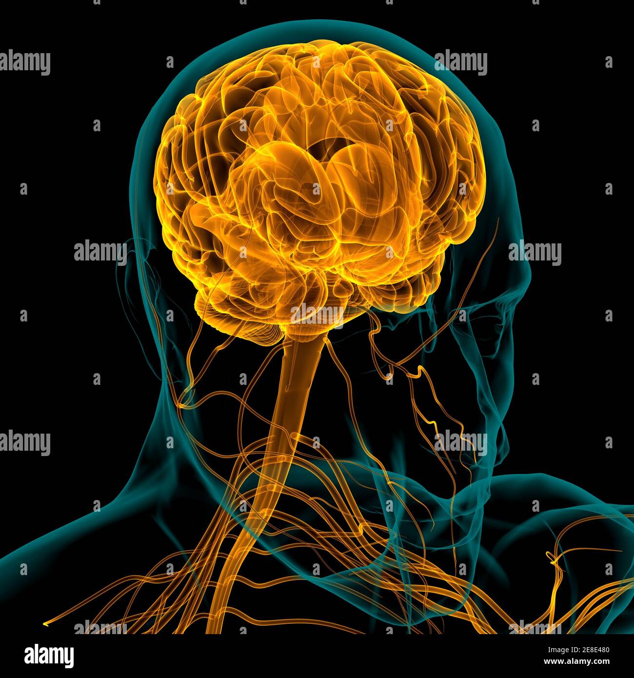 Human Brain Anatomy For Medical Concept 3D Illustration Stock Photo - Alamy