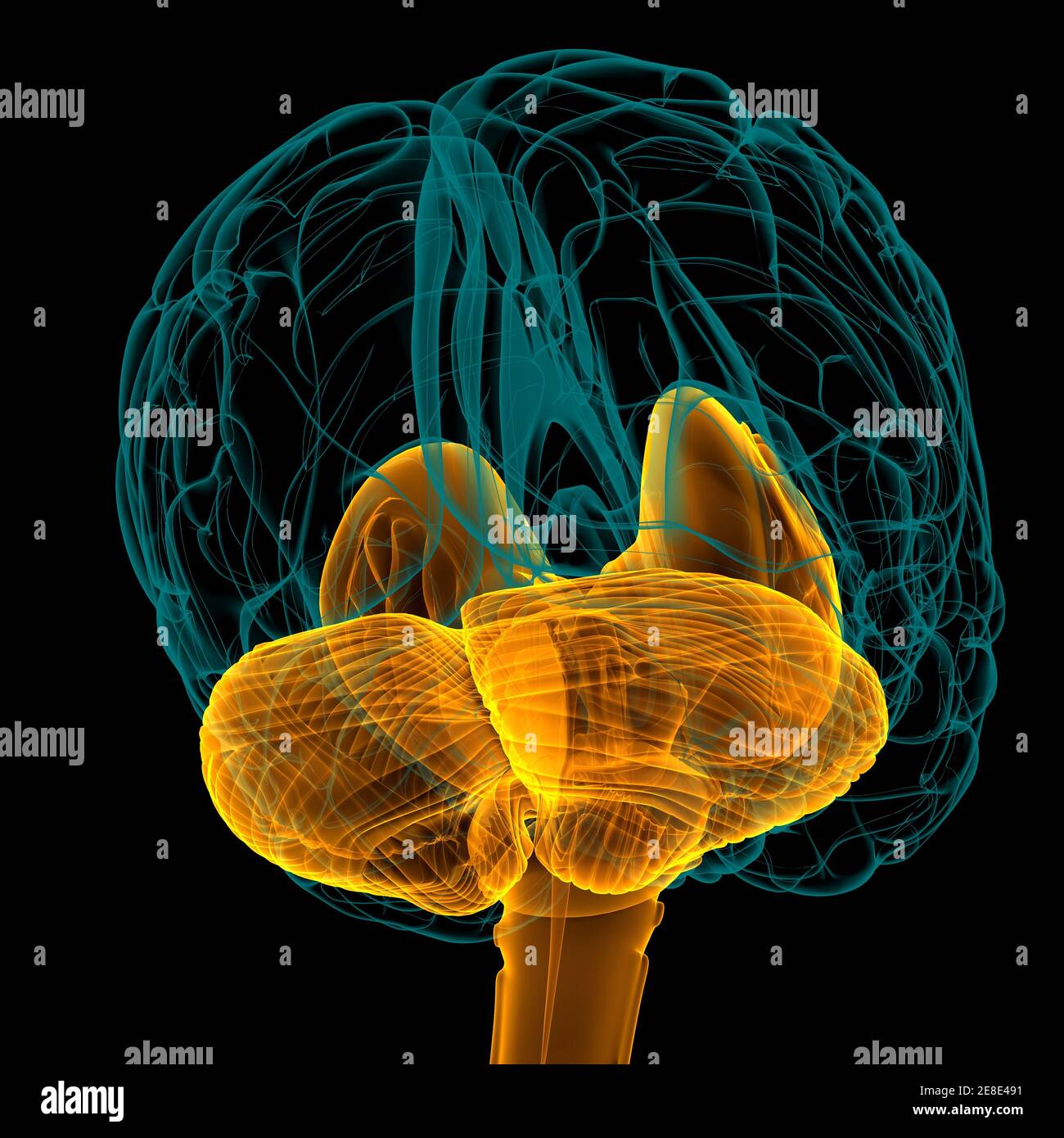 Human Brain inner parts Anatomy For Medical Concept 3D Illustration ...