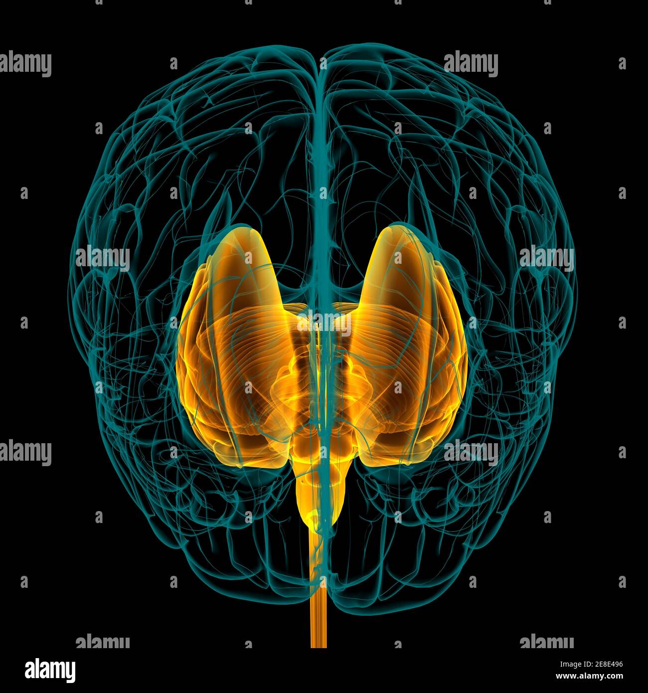 Human Brain inner parts Anatomy For Medical Concept 3D Illustration ...