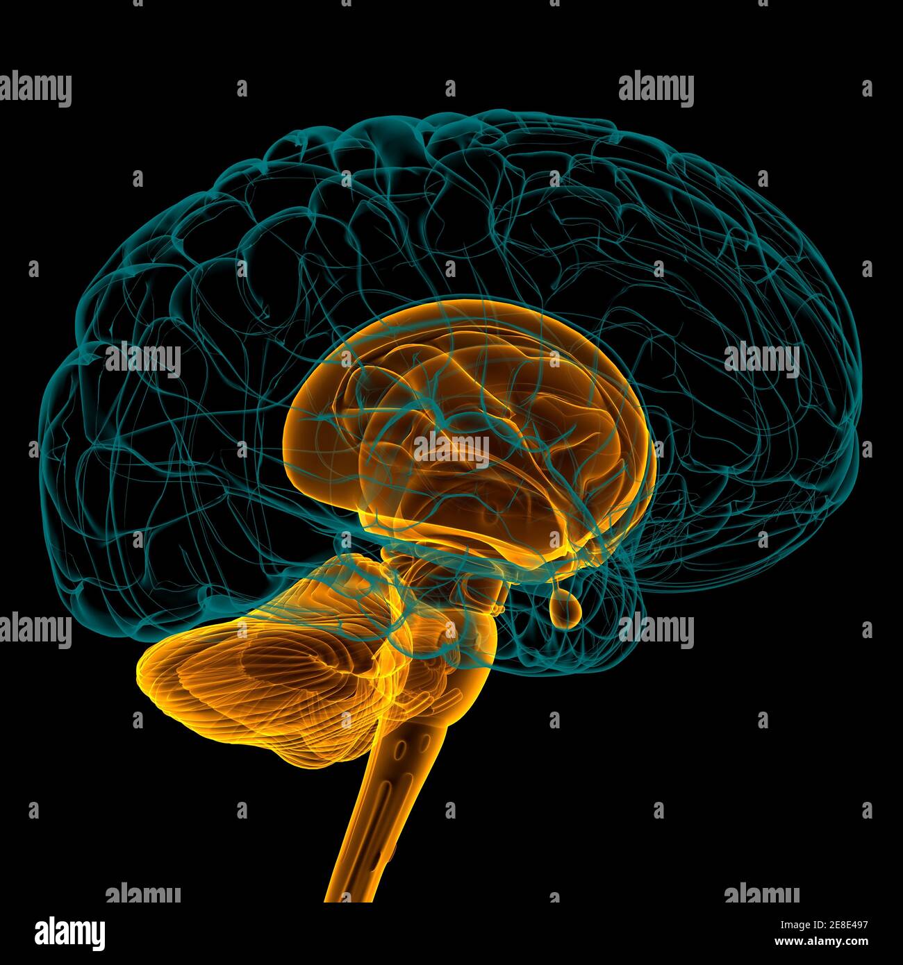 Human Brain inner parts Anatomy For Medical Concept 3D Illustration ...
