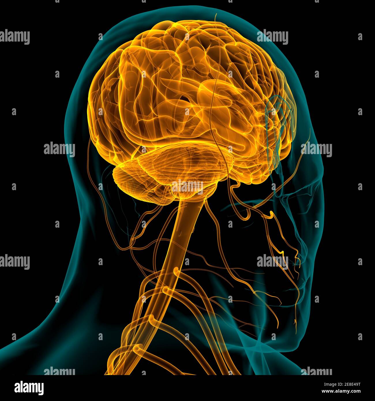 Human Brain Anatomy For Medical Concept 3D Illustration Stock Photo - Alamy