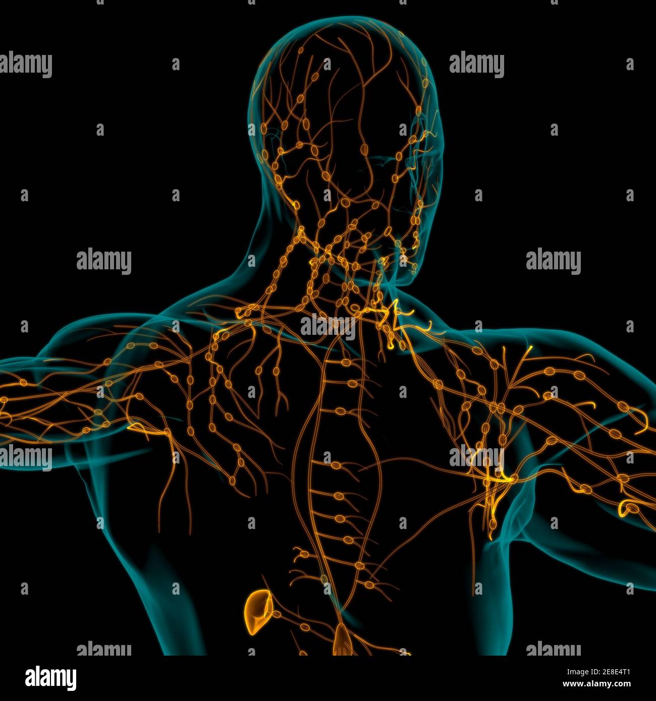 Human Lymph Nodes Anatomy For Medical Concept 3D Illustration Stock ...