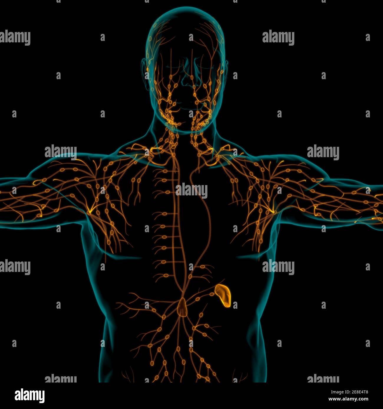 Human Lymph Nodes Anatomy For Medical Concept 3D Illustration Stock ...