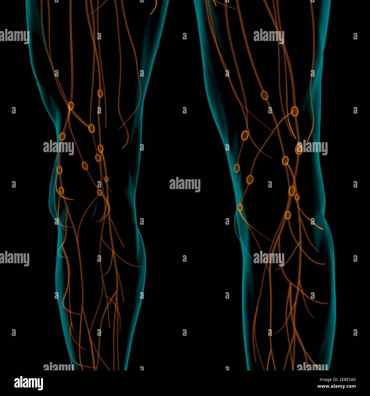 Human Lymph Nodes Anatomy For Medical Concept 3D Illustration Stock ...