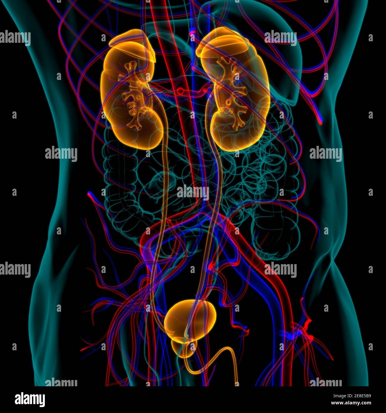 Human Urinary System Kidneys with Bladder Anatomy For Medical Concept ...