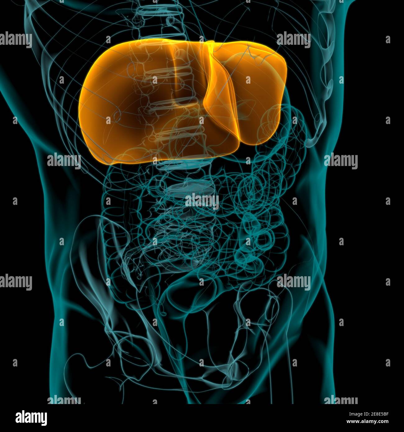 Liver 3D Illustration Human Digestive System Anatomy For Medical ...