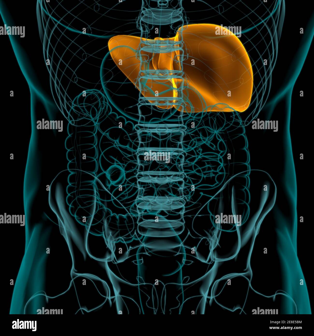 Liver 3D Illustration Human Digestive System Anatomy For Medical ...