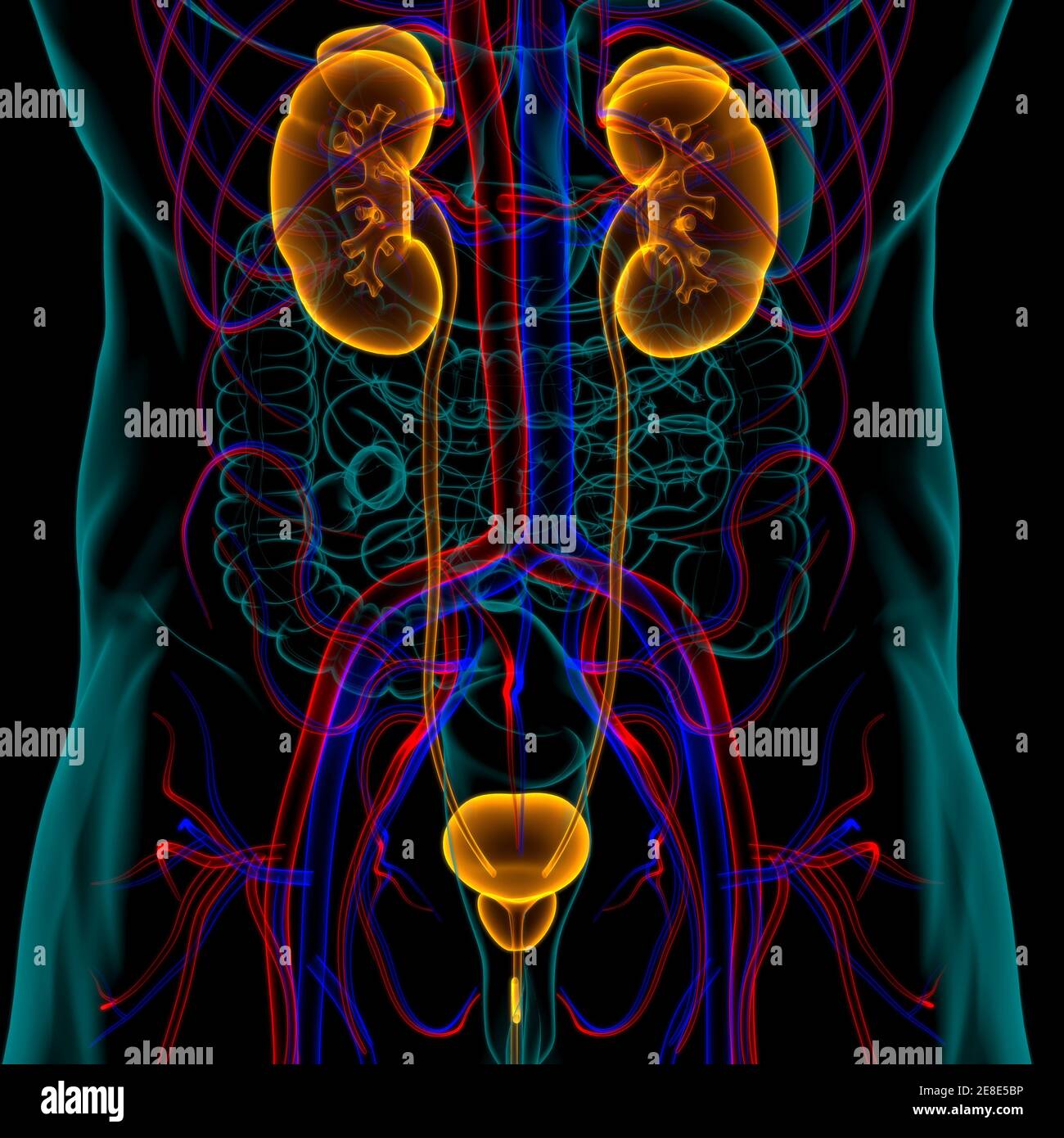 Human Urinary System Kidneys with Bladder Anatomy For Medical Concept ...