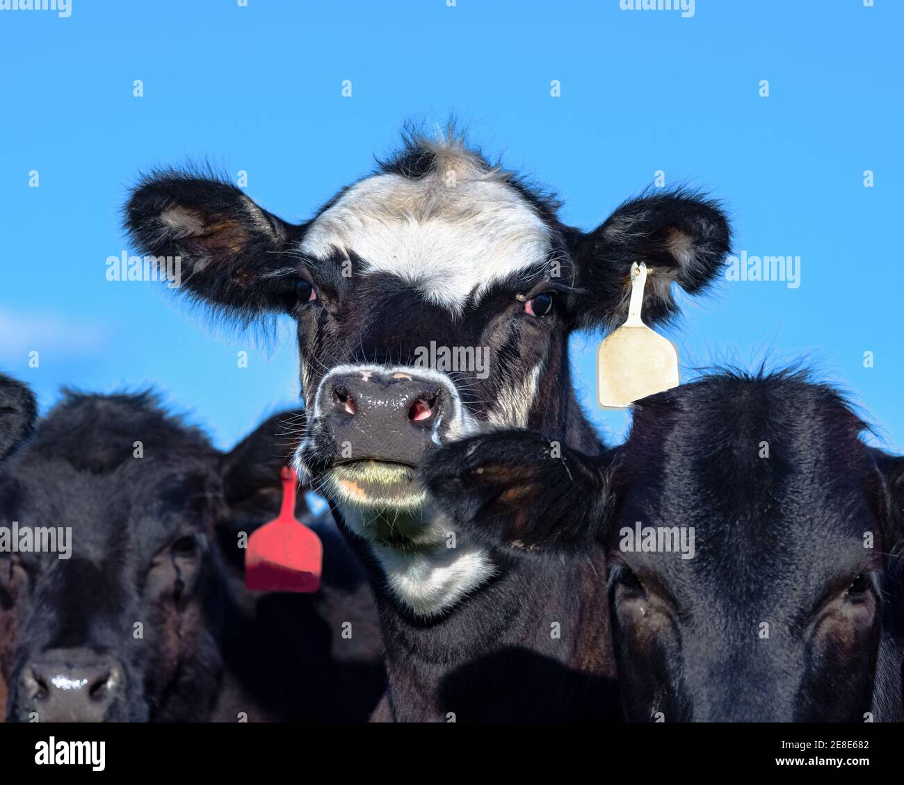 Close up of Angus crossbred heifer faces with blue background Stock ...
