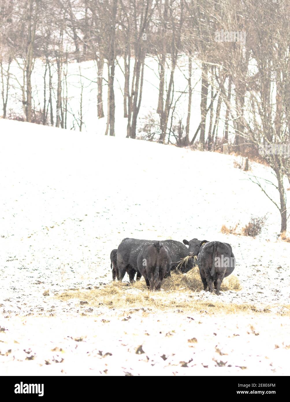 Cows in a storm hi-res stock photography and images - Alamy