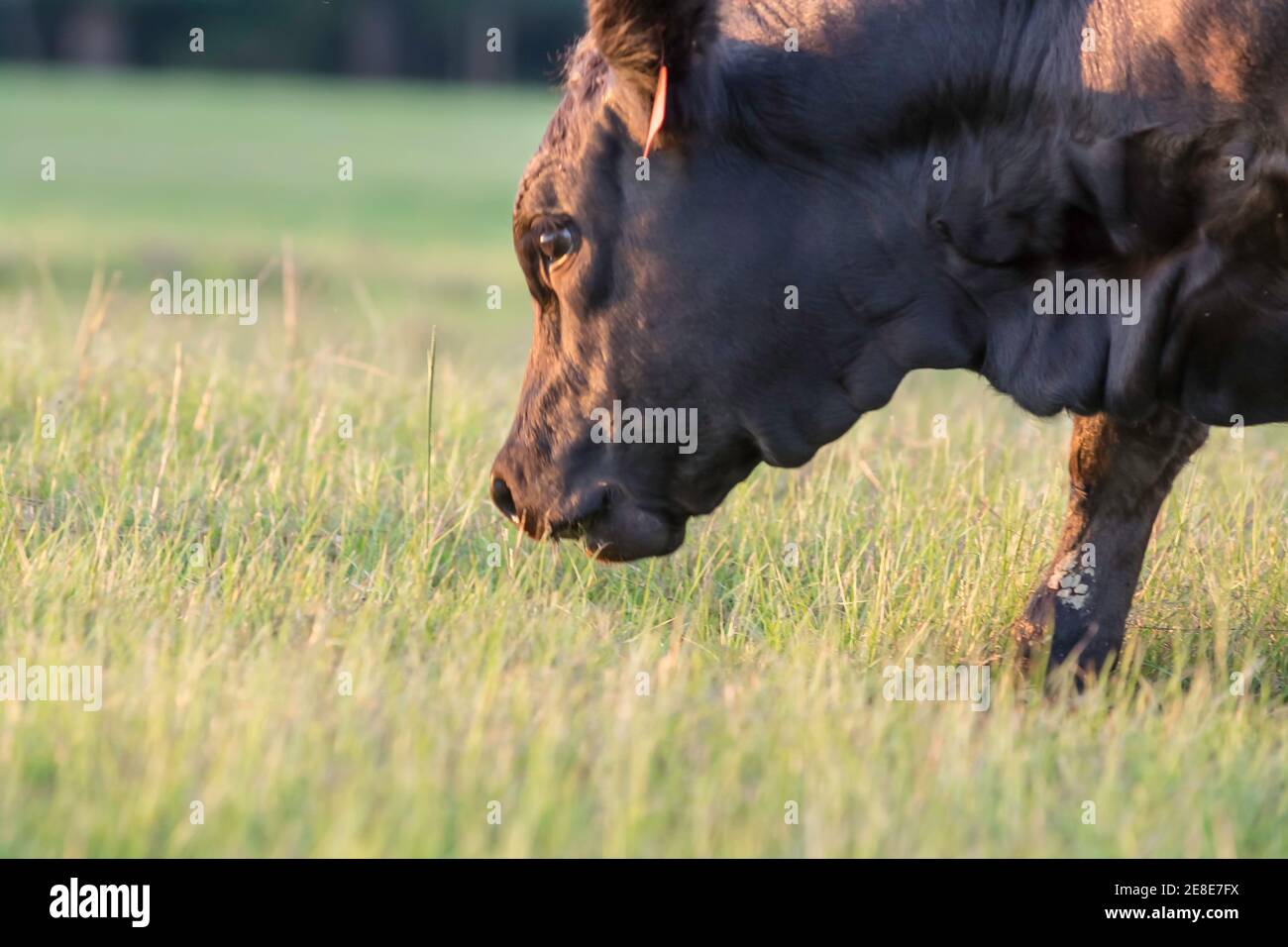 Angus head hi-res stock photography and images - Alamy