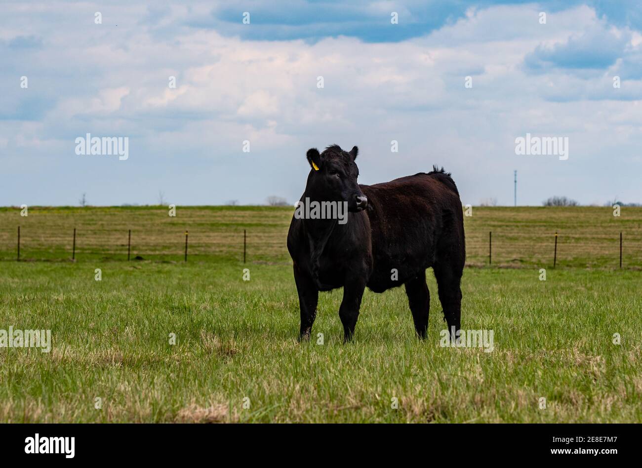 Black Angus heifer standing in an empty field in the springtime with ...