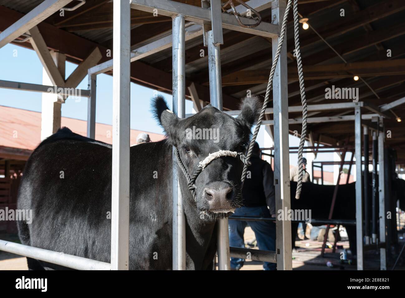 Cow fitting hi-res stock photography and images - Alamy