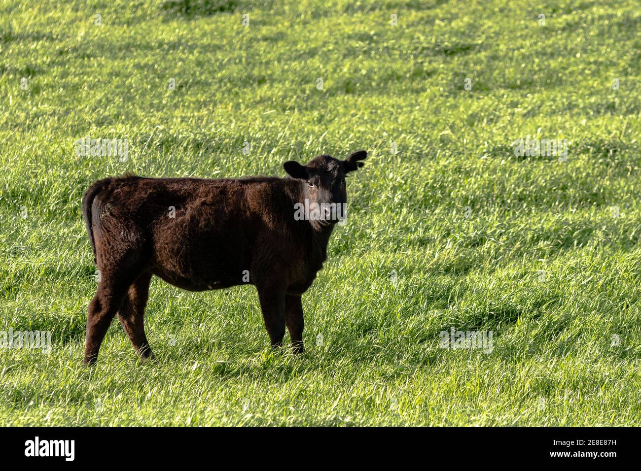 Stocker ranch hi-res stock photography and images - Alamy