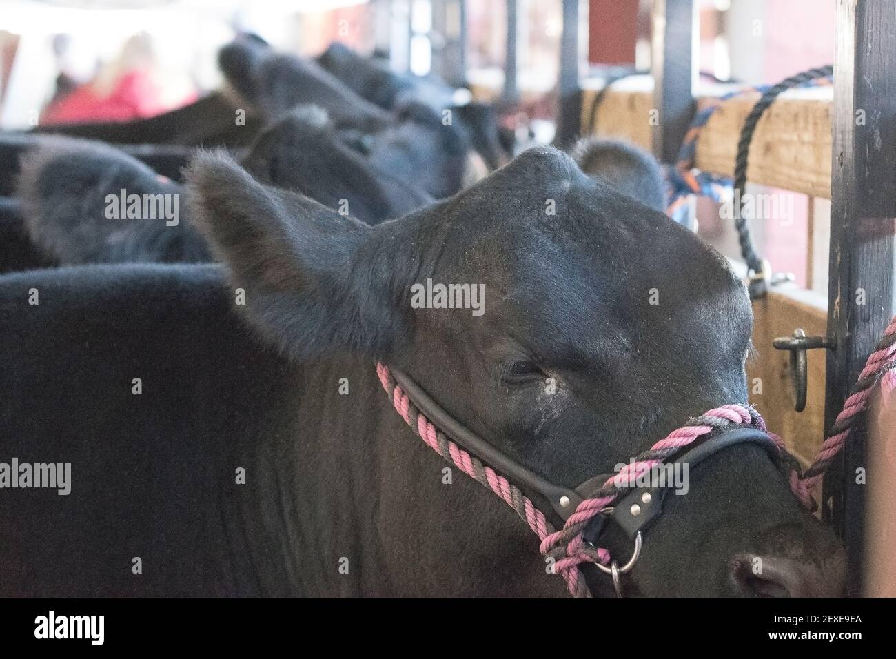 Line of Angus show cattle tied up in a barn Stock Photo - Alamy