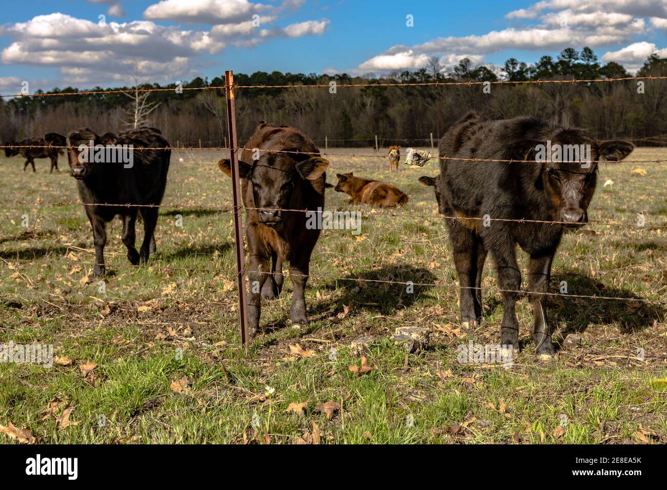 Cow behind a barbed wire fence hi-res stock photography and images - Alamy
