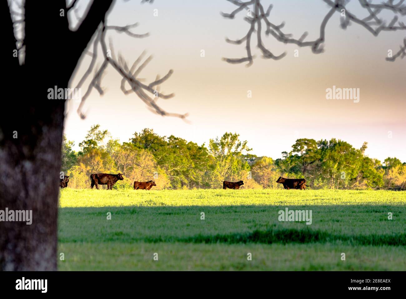Agricultural background - Cattle on spring pasture during golden hour ...