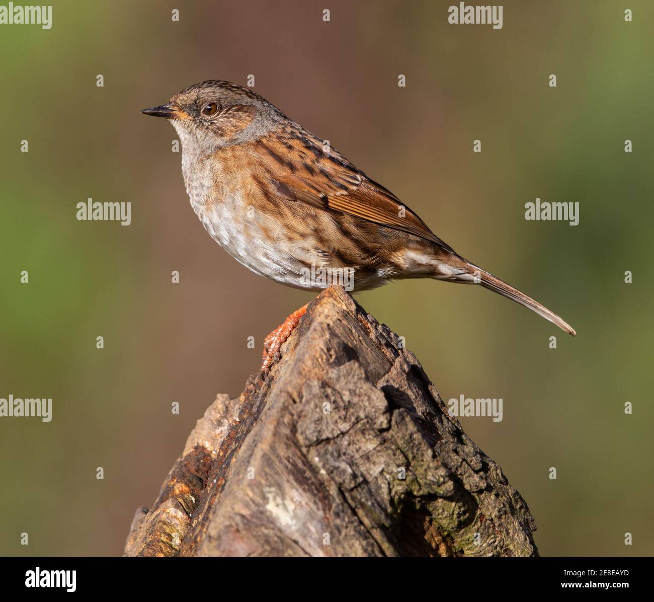 Dunnock in the sunshine posing on a tree stump Stock Photo - Alamy