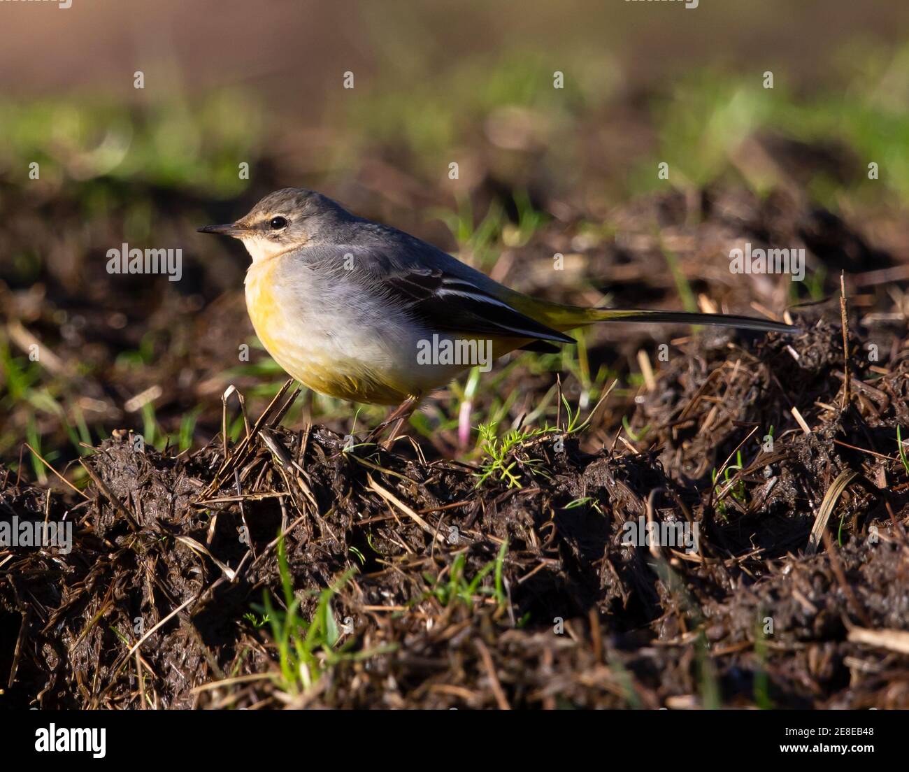 Grey Wagtail searching for food in a muddy patch of grass Stock Photo ...