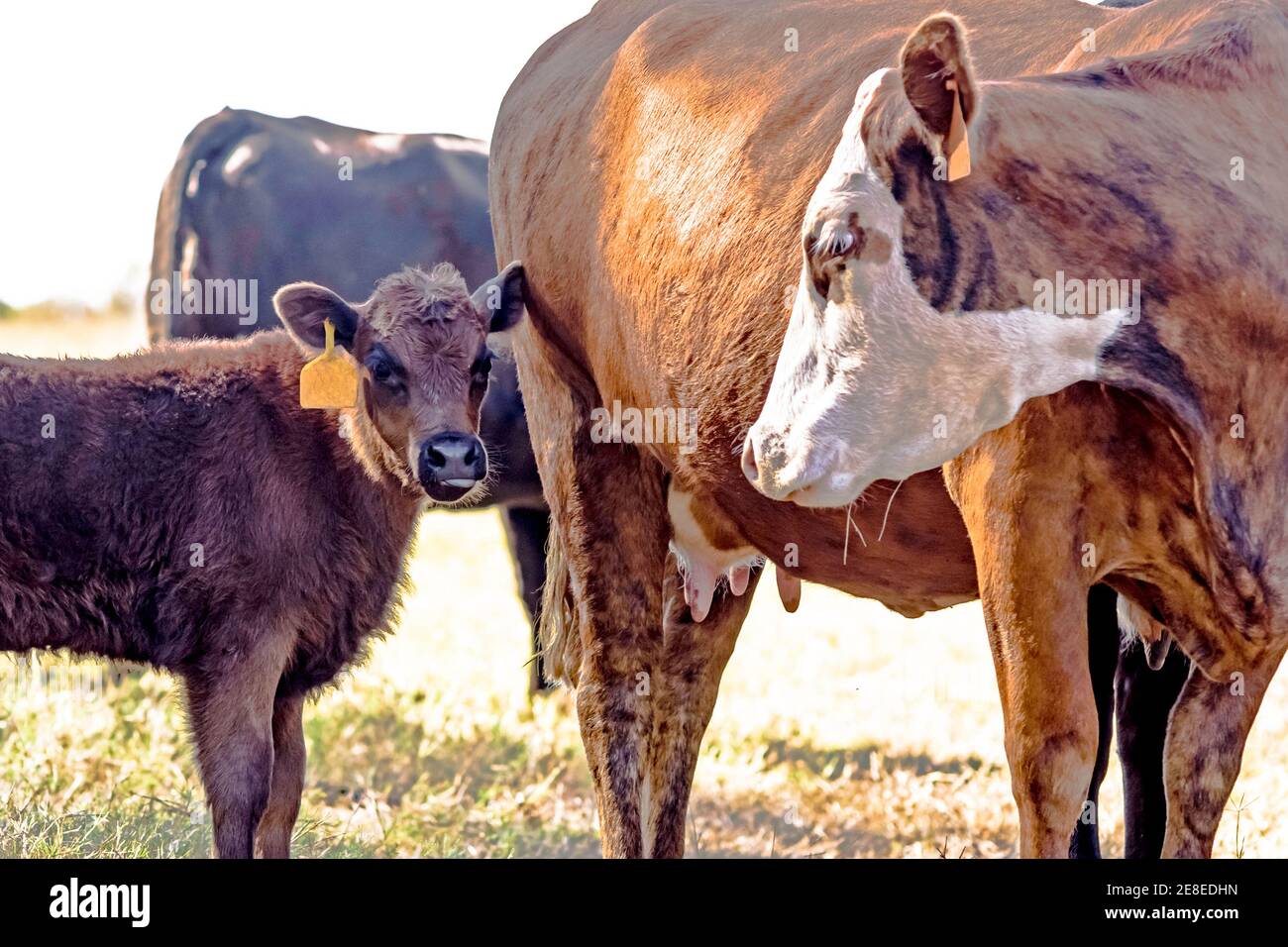 A commercial beef cow and her calf standing in a pasture Stock Photo ...