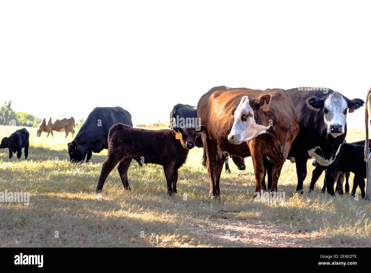 Herd of beef cows and calves in a sunlit drought-stricken pasture Stock ...