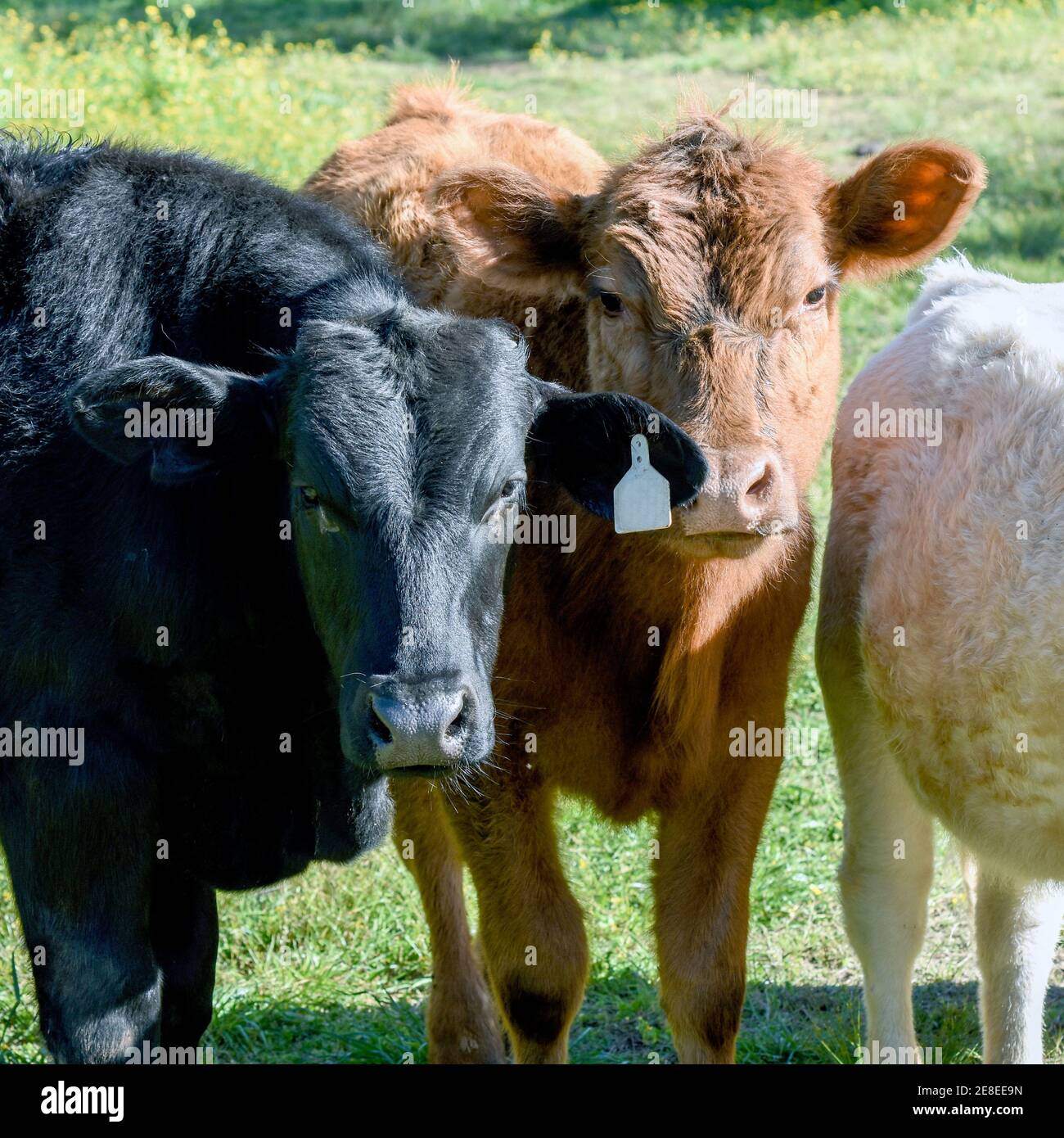 Stocker ranch hi-res stock photography and images - Alamy