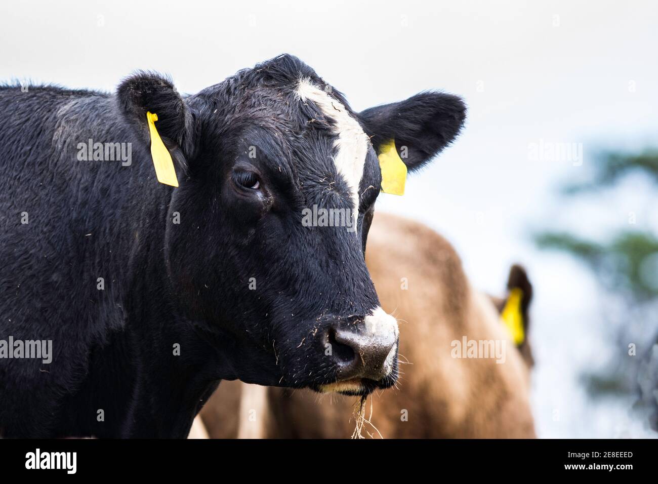 Head and neck profile of a black Angus crossbred cow with white ...