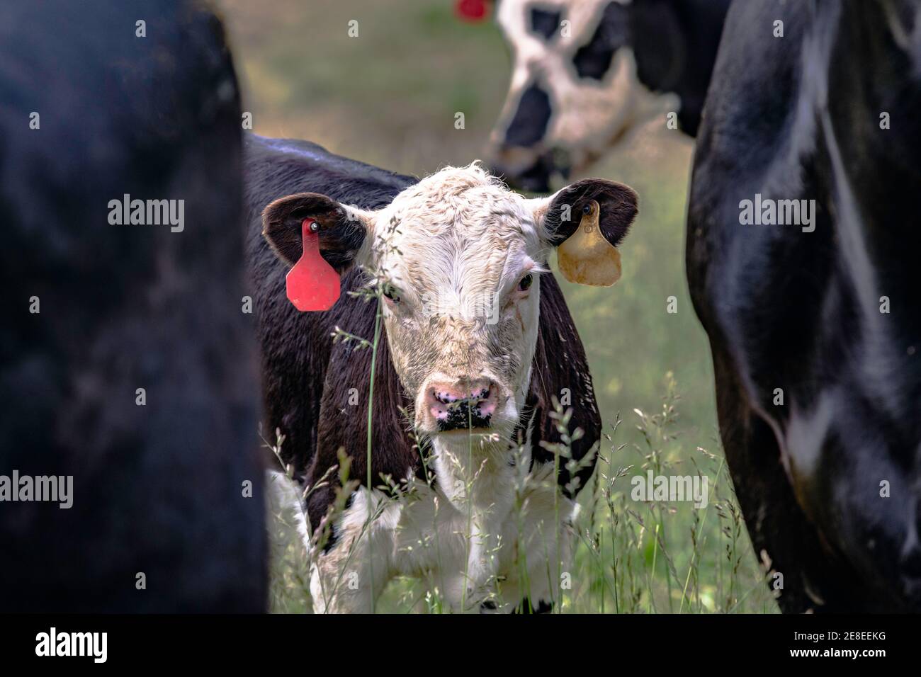 Black and white Angus crossbred calf standing between adult cows Stock ...