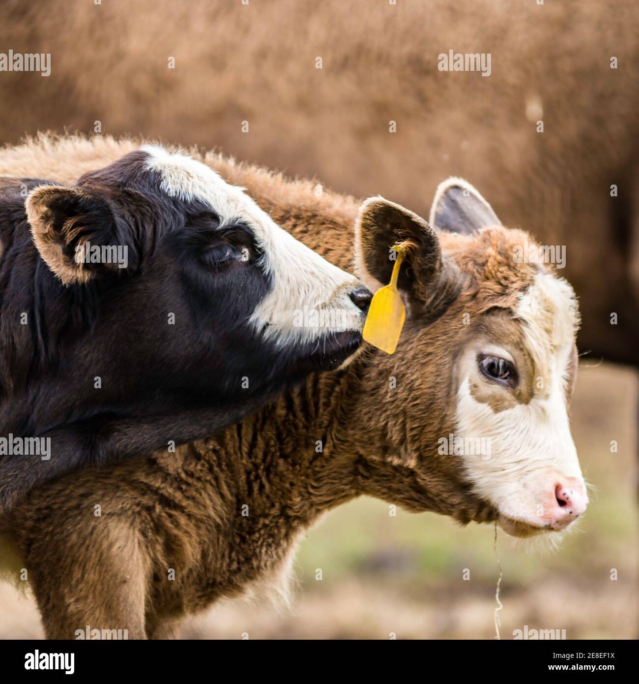 Close up of two calves nuzzling Stock Photo - Alamy
