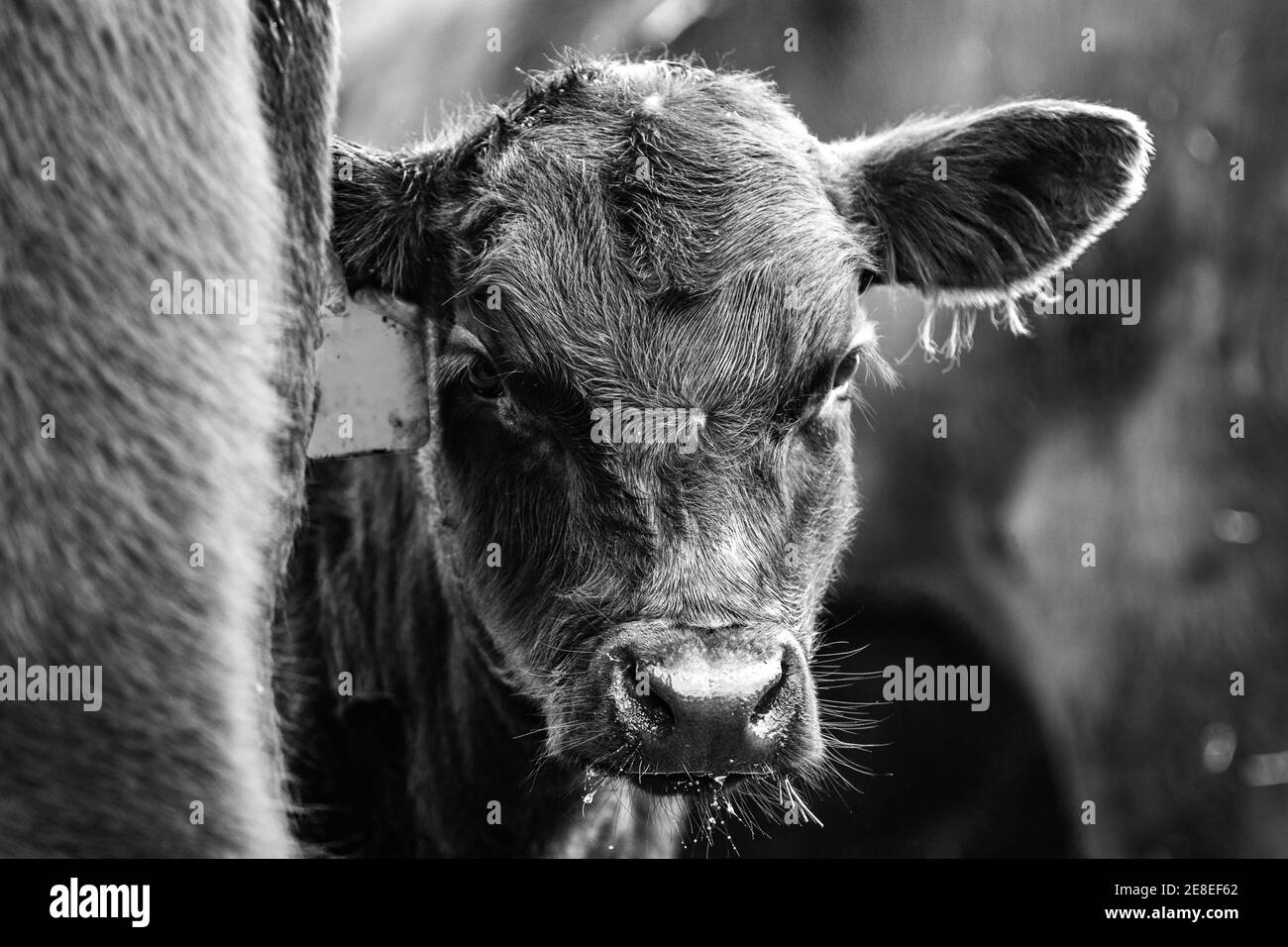 Calf dam Black and White Stock Photos & Images - Alamy