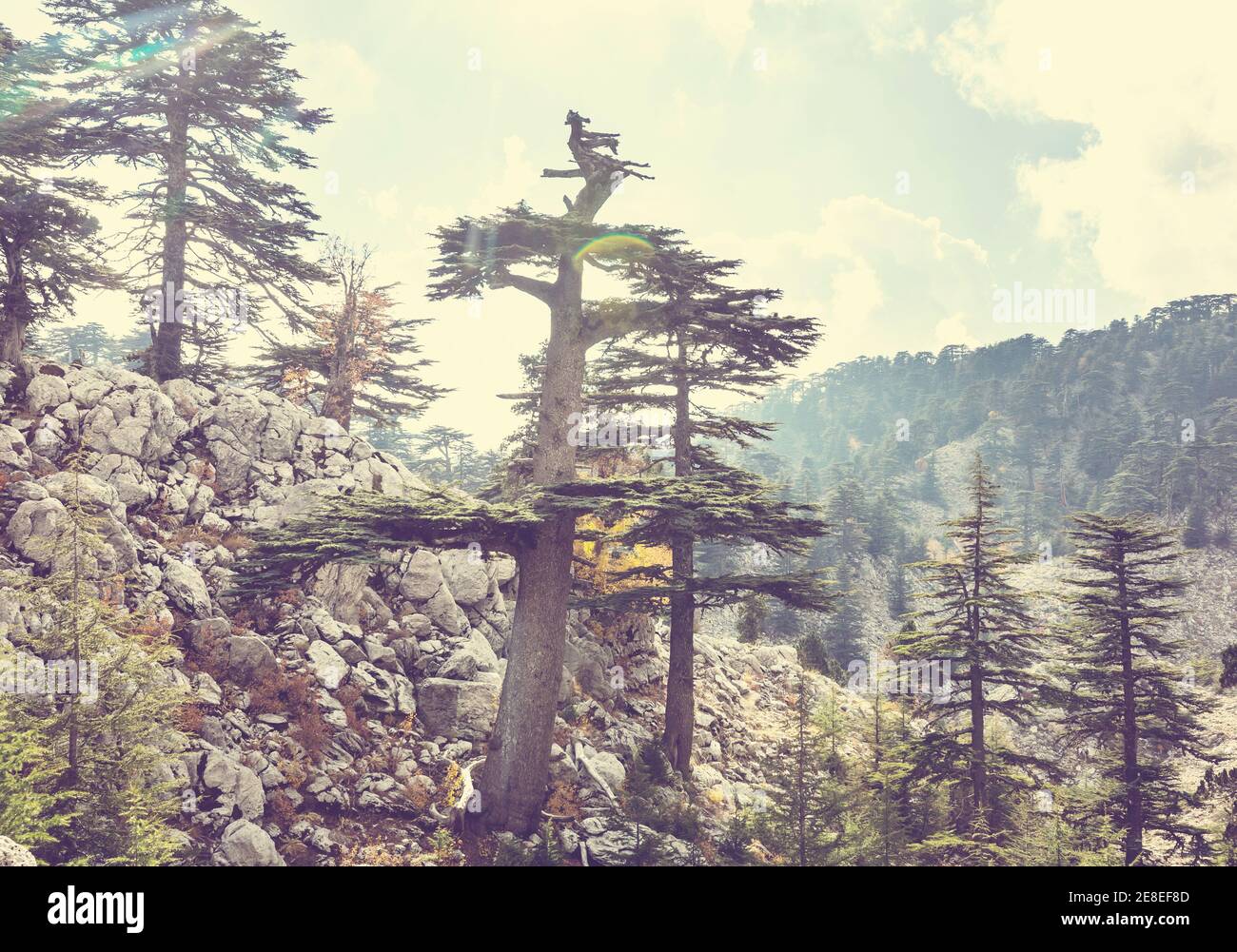 Cedar trees in mountains hi-res stock photography and images - Alamy