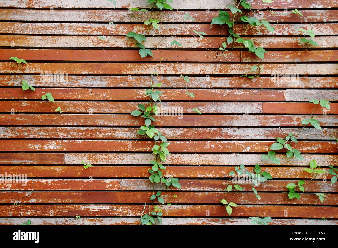 Old Wooden Boards Background with Climbing Vine Stock Photo - Alamy