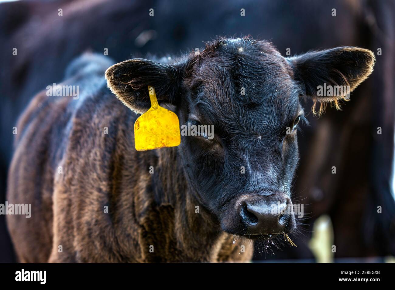 Black Angus calf with a yellow ear tag close up Stock Photo - Alamy